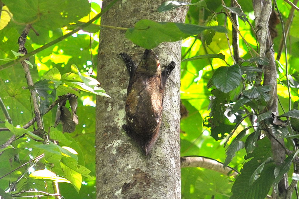 New identified species : Sunda Colugo - Rimba